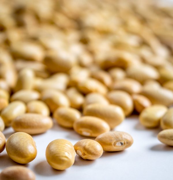 canary mayocabo peruano beans closeup | Mexican Please