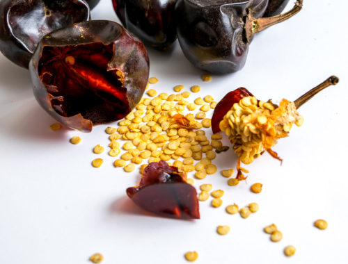 cascabel chile salsa chile breaking open with seeds | Mexican Please